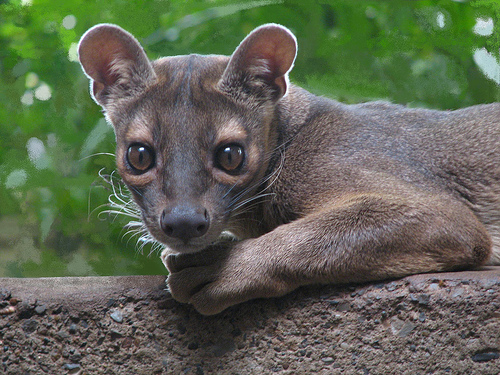 El ojo del buitre: Civeta de Madagascar (Fossa fosana)