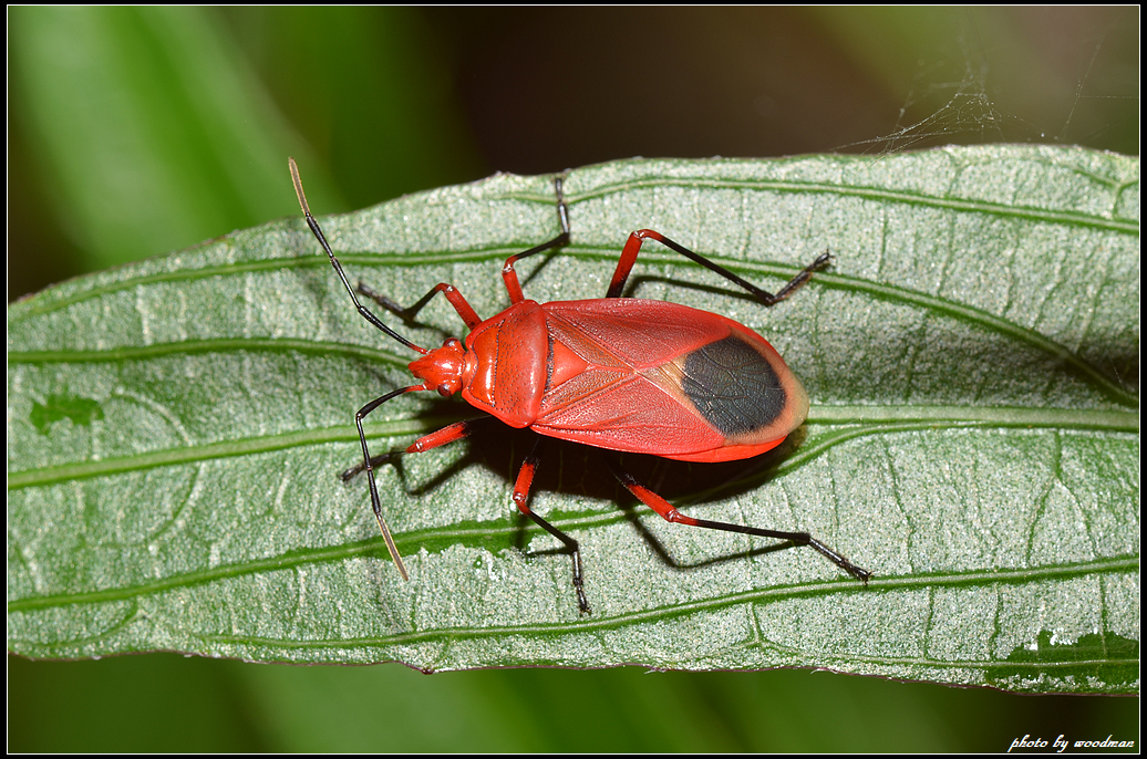 woodman的秘密花園－動物區: 短光紅椿