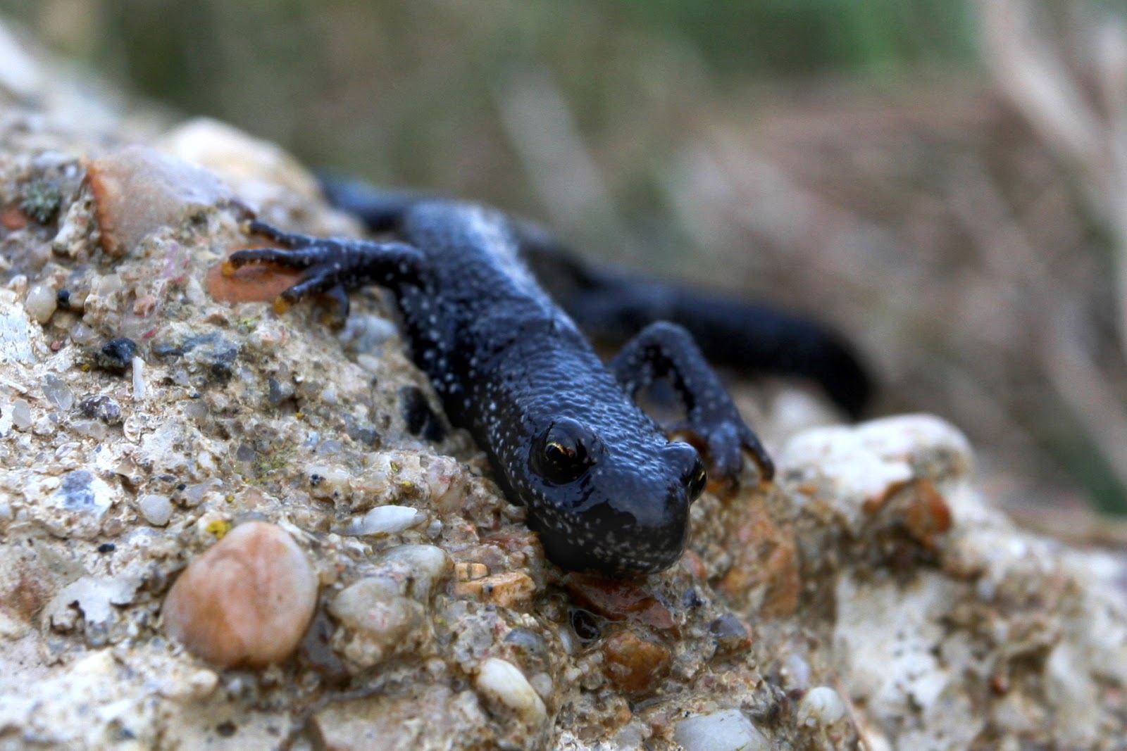 Species of UK: Week 21: Great Crested Newt (‘Triturus cristatus’)