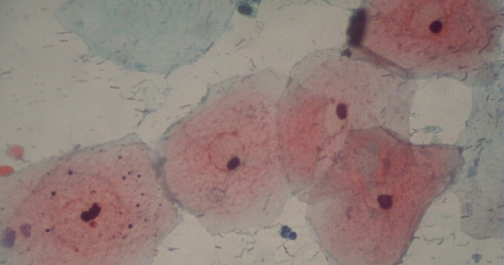 Las células epiteliales - Biología
