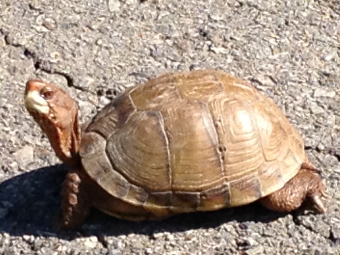 biology project: Three-toed Box Turtle