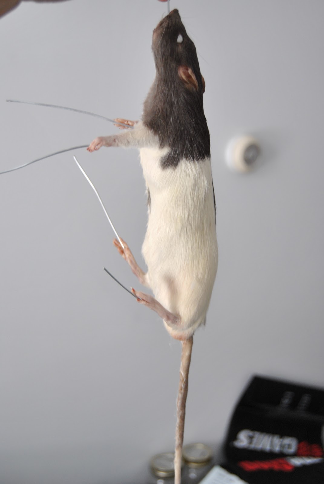 Dark Artifacts: On Taxidermy: Concerning Small Mammals