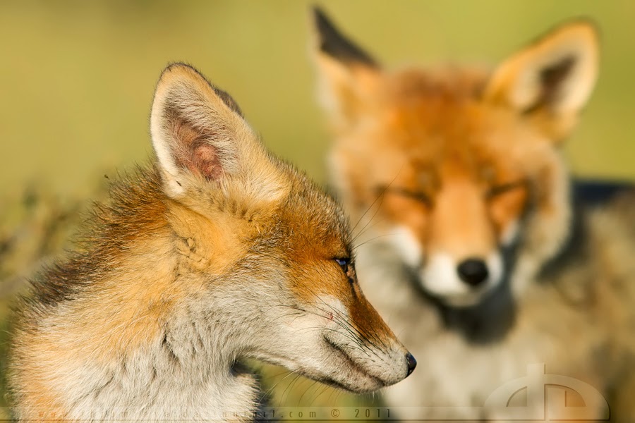 White Wolf : Talented Wildlife Photographer Takes Stunning Pictures Of ...