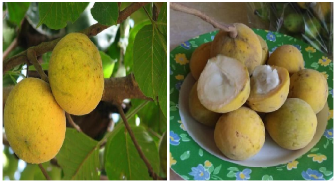 Luar Biasa!! Ternyata Tanaman Kecapi yang Mulai Langka Dijumpai Ini ...