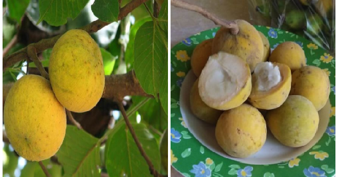 Luar Biasa!! Ternyata Tanaman Kecapi yang Mulai Langka Dijumpai Ini ...