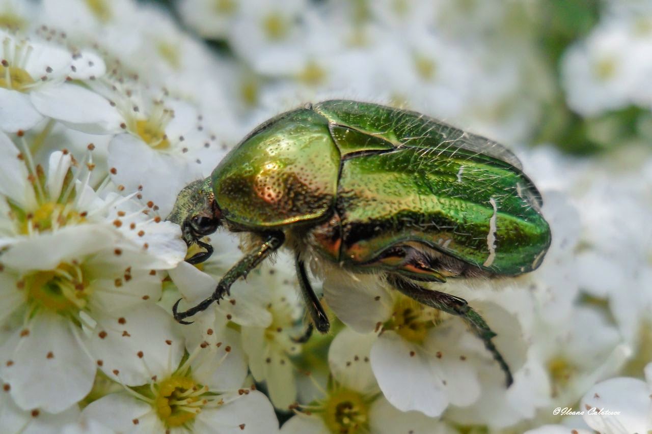 Descopera Targovistea cu mine: Carabusul de mai