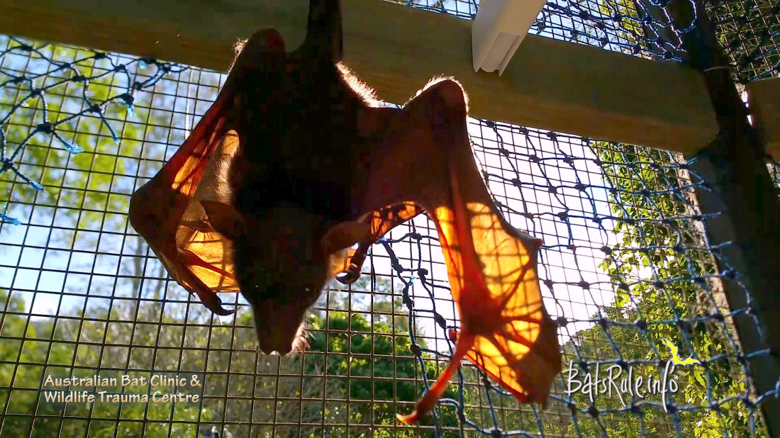 Baby Megabat Little Red getting some sun flyingfox fruitbat