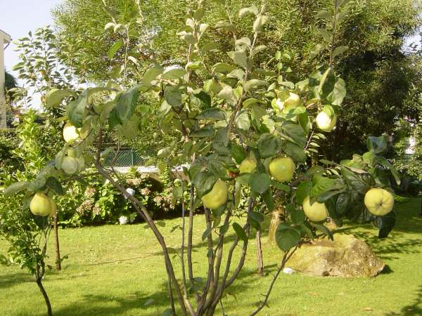 Marmelo - Cydonia oblonga | Natureza Bela