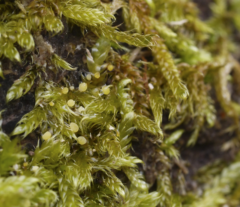 Paseos por la naturaleza: Hypnum cupressiforme