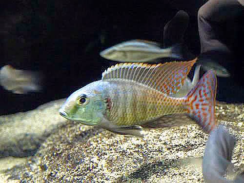 Artes de Pesca: LOS CICHLIDAE 23ª