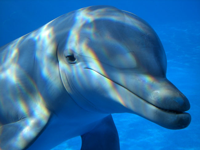 Un polsim de sal: Meravellosos dofins!