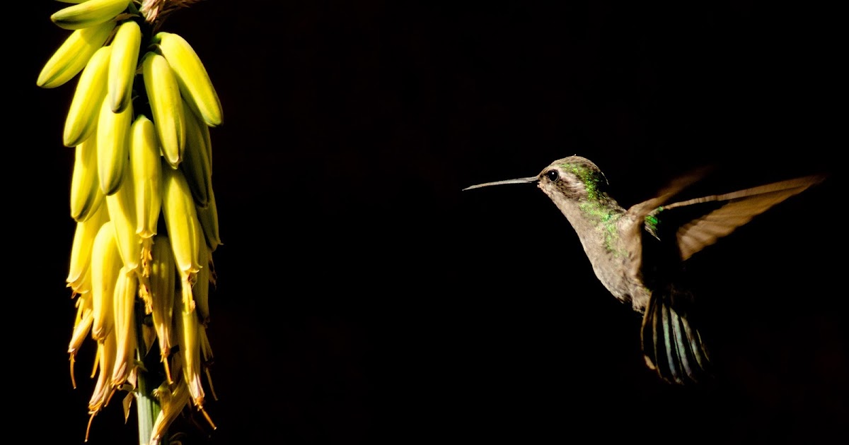 CEJA | Fotografía: Colibrí Pico Ancho (Cynanthus latirostris)