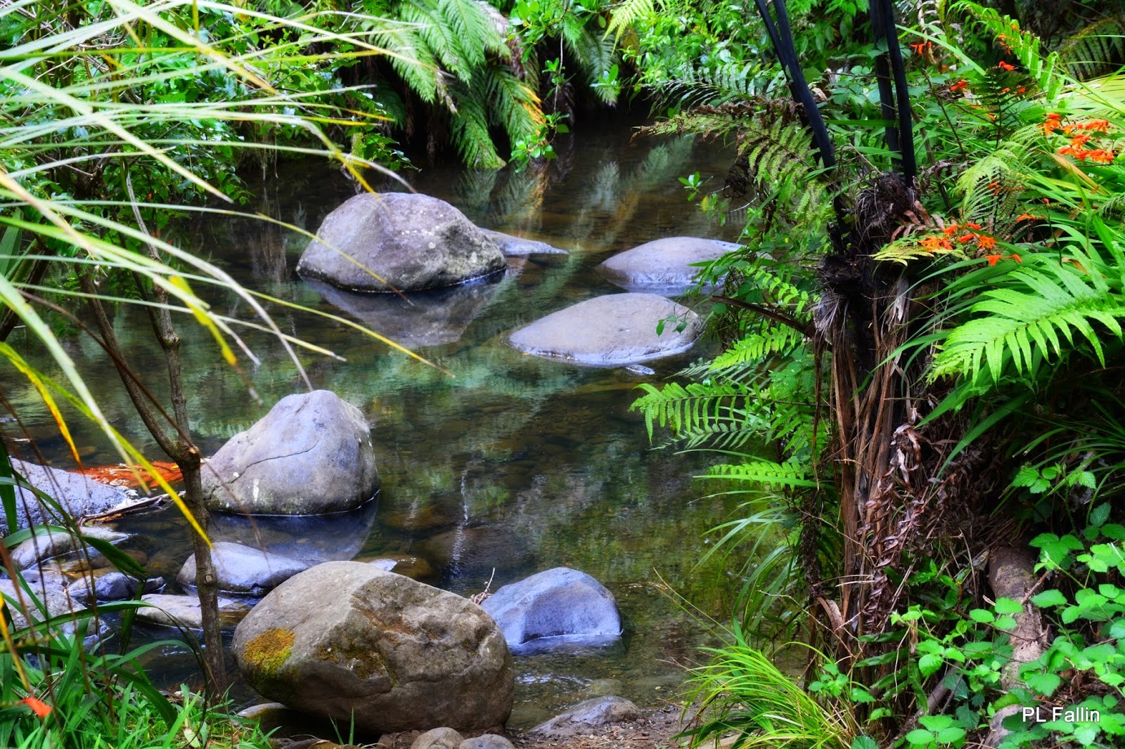 PL Fallin Photography: Auckland City Walk, Cascade Kauri Regional Park ...