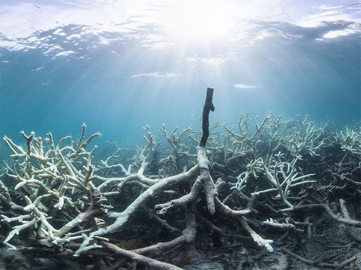 Week in Review April 20, 2018: Elegy for the Great Barrier Reef ...
