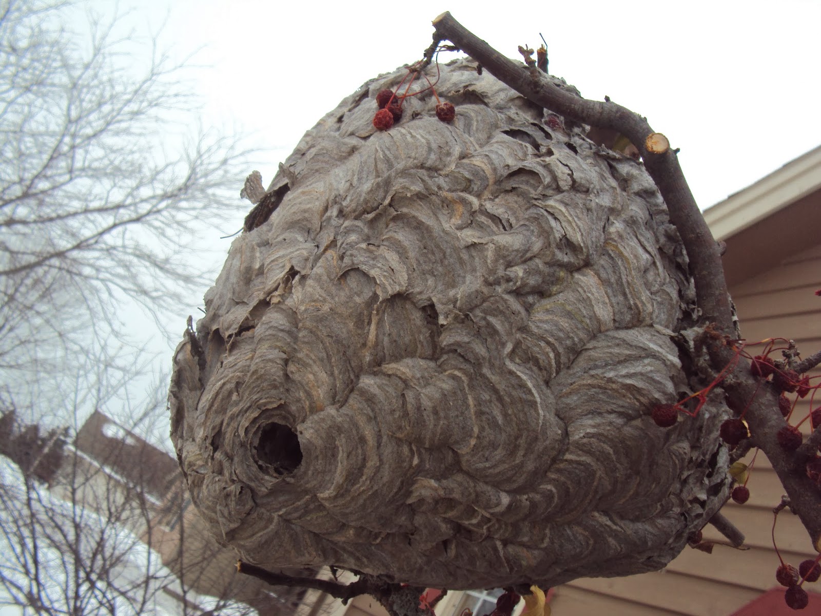 Backyard Adventures: Paper Wasps