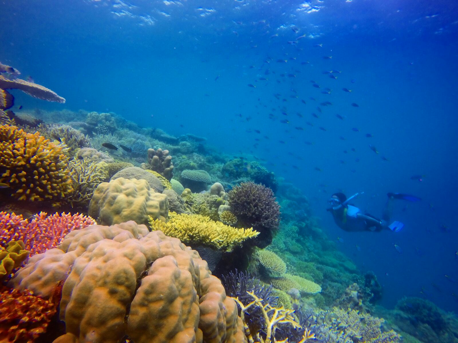 Taman Laut Bawean | My Inspiration =>>