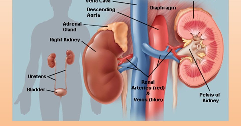 MT Endangerment Sites: 32. Kidneys MT Endangerment Sites: 32. Kidneys