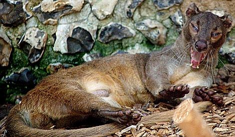 Fossa | Wildlife | The Wildlife