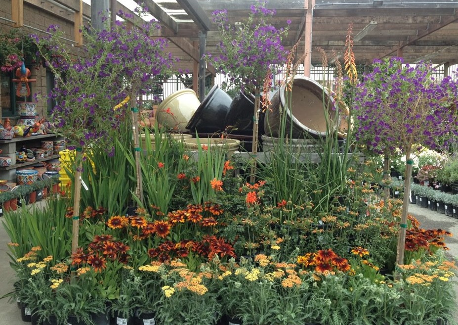 wow! | Sloat Garden Center