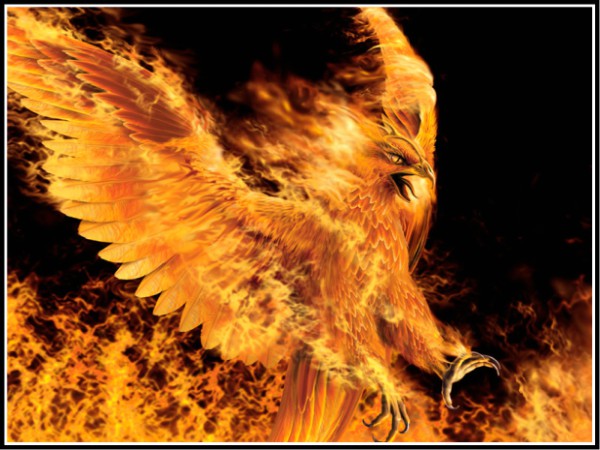 Phượng Hoàng Phương Tây | Loài Chim Bất Tử - 9999 Bí Mật