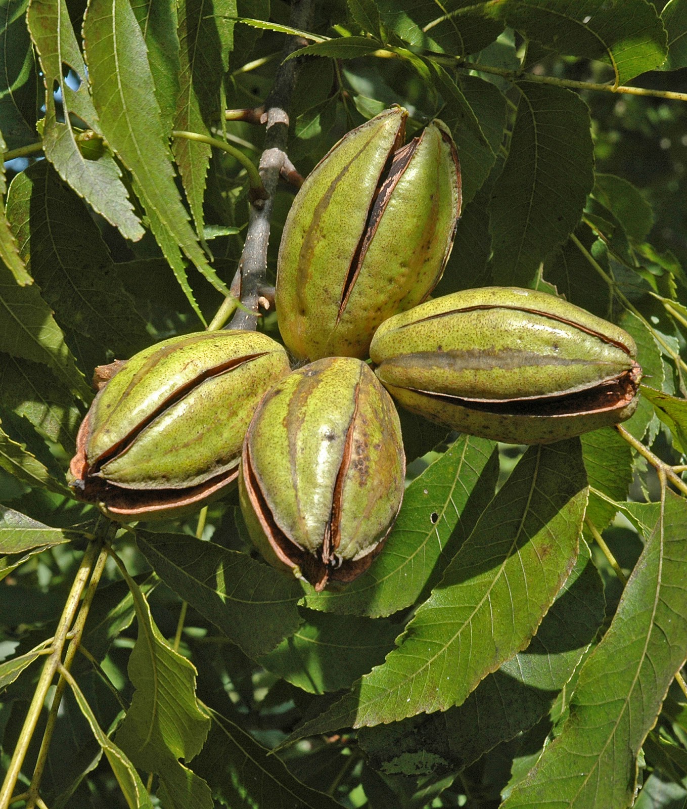 Northern Pecans: More pecan cultivars ripen in late September