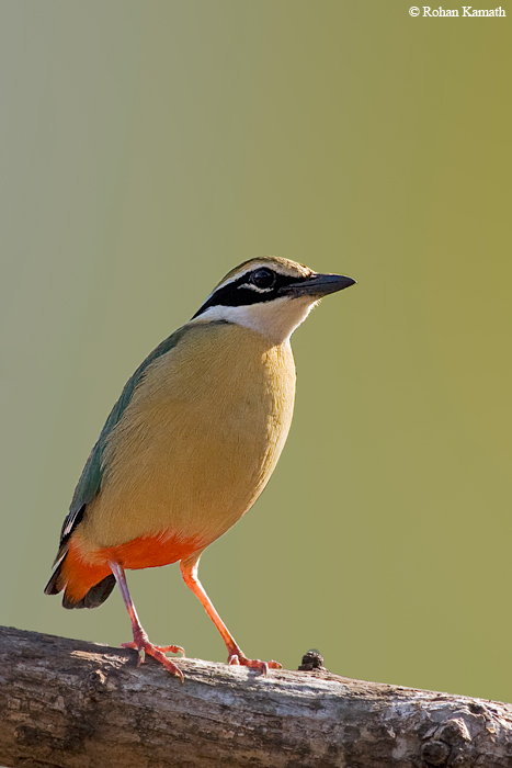 Indian Birds Photography: (delhibirdpix) Indian Pitta in Pune