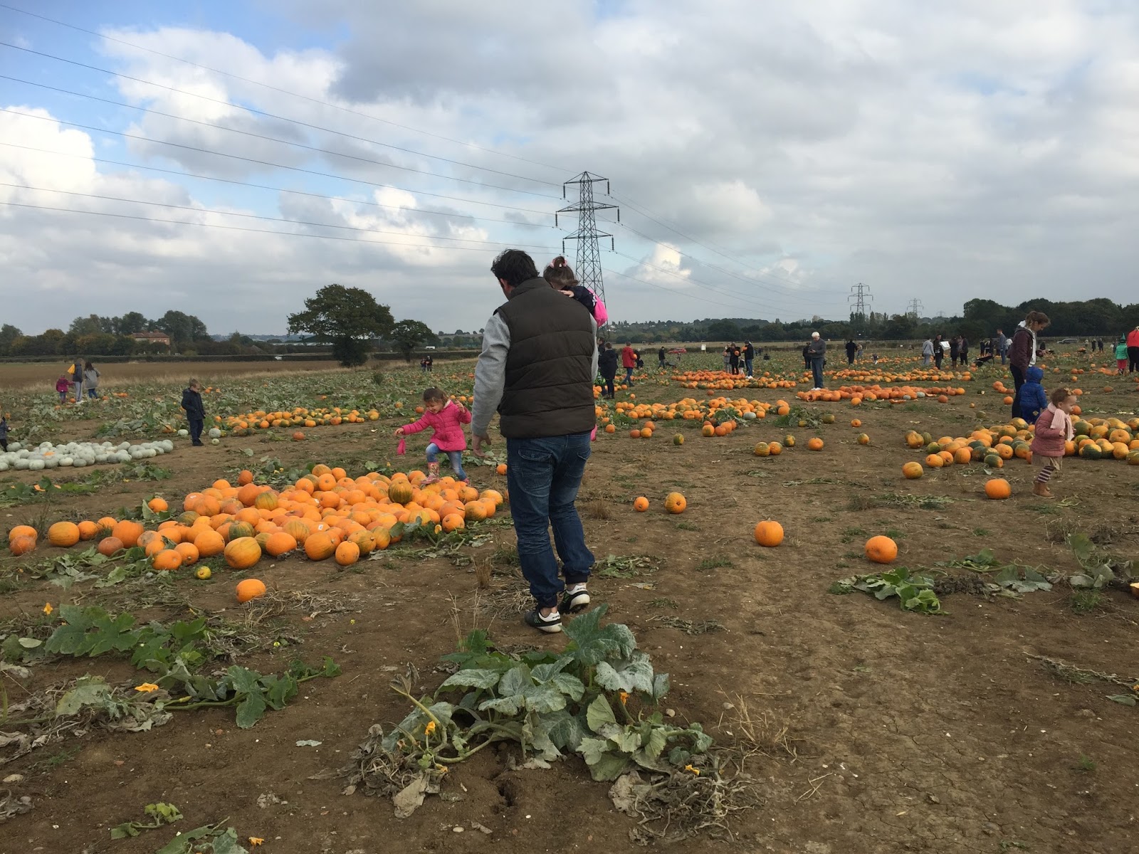 Bistro Becs and Family: Pumpkin Picking at The Pumpkin Patch, Basildon ...