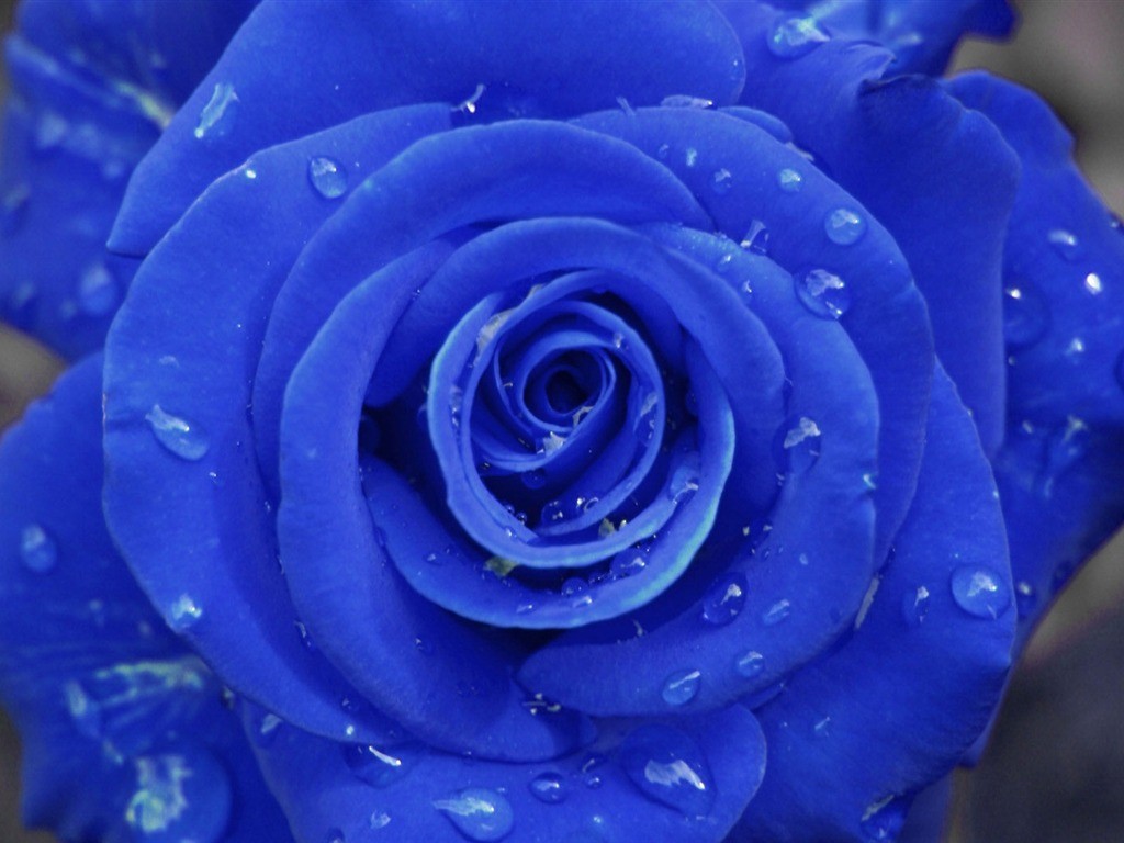 VILA ZEN: Onde está sua Rosa Azul?