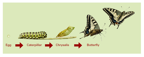 PTE Describe Image: PTE Describe Image Samples with Answers - Practice ...