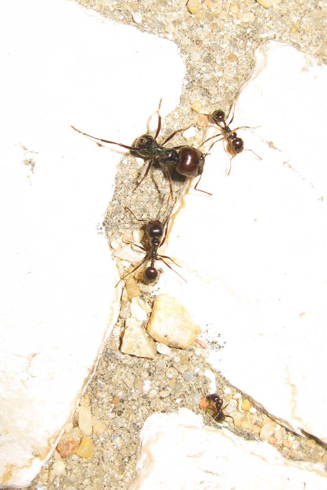 Desinfestação Controlo de Pragas José Luís CS: Formiga Soldado