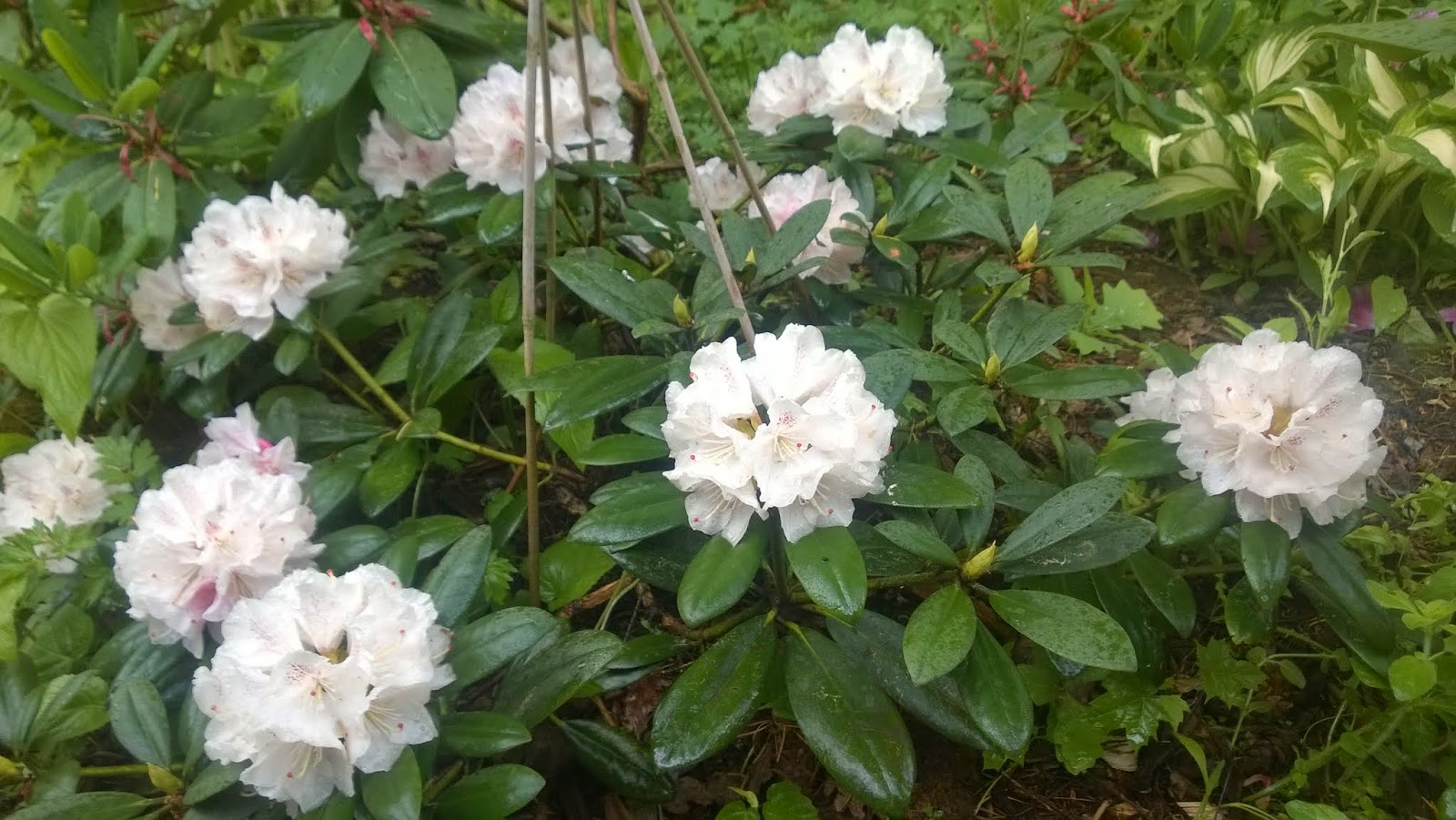 Vallaton mummeli: Rhododendron 'Ingrid Mehlquist'in muodonmuutos ...