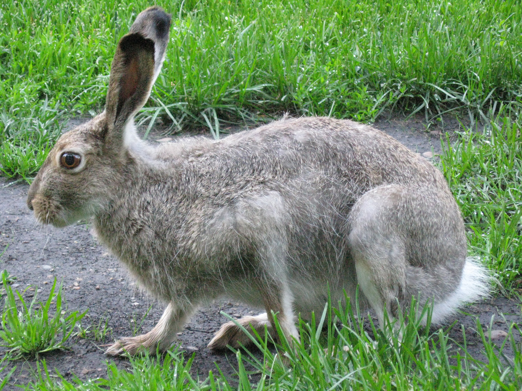 Mythology and Folklore UN-Textbook: Tibetan Folk Tales: The Wolf, the ...