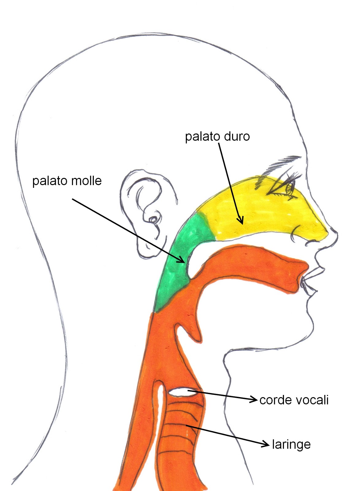 Respirazione e fonazione - Associazione Omniarte