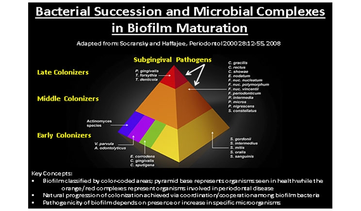 Dr. Duello's Dental Health Blogs: Exposing the Periodontal Pathogen ...