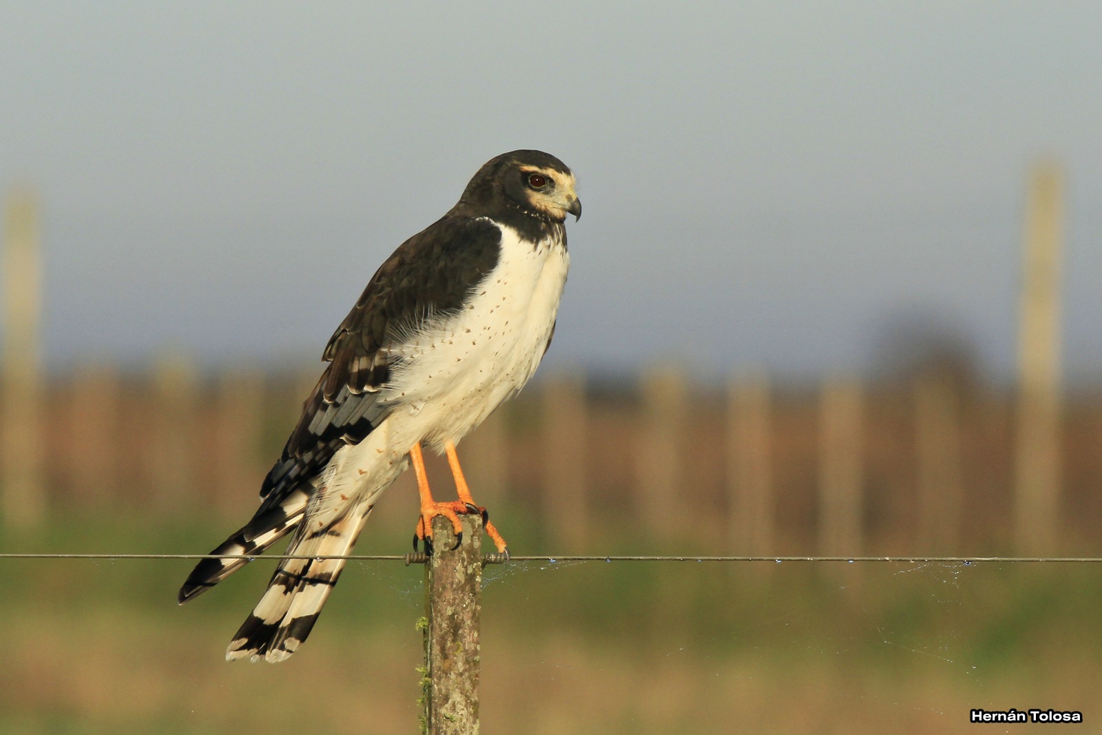 Aves de Argentina: Dos gavilanes