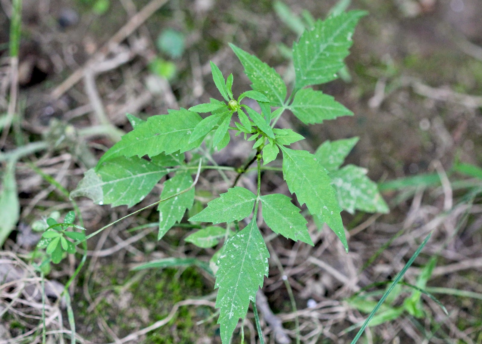 Red House Garden: Leaves of Three, Let It...Bloom?