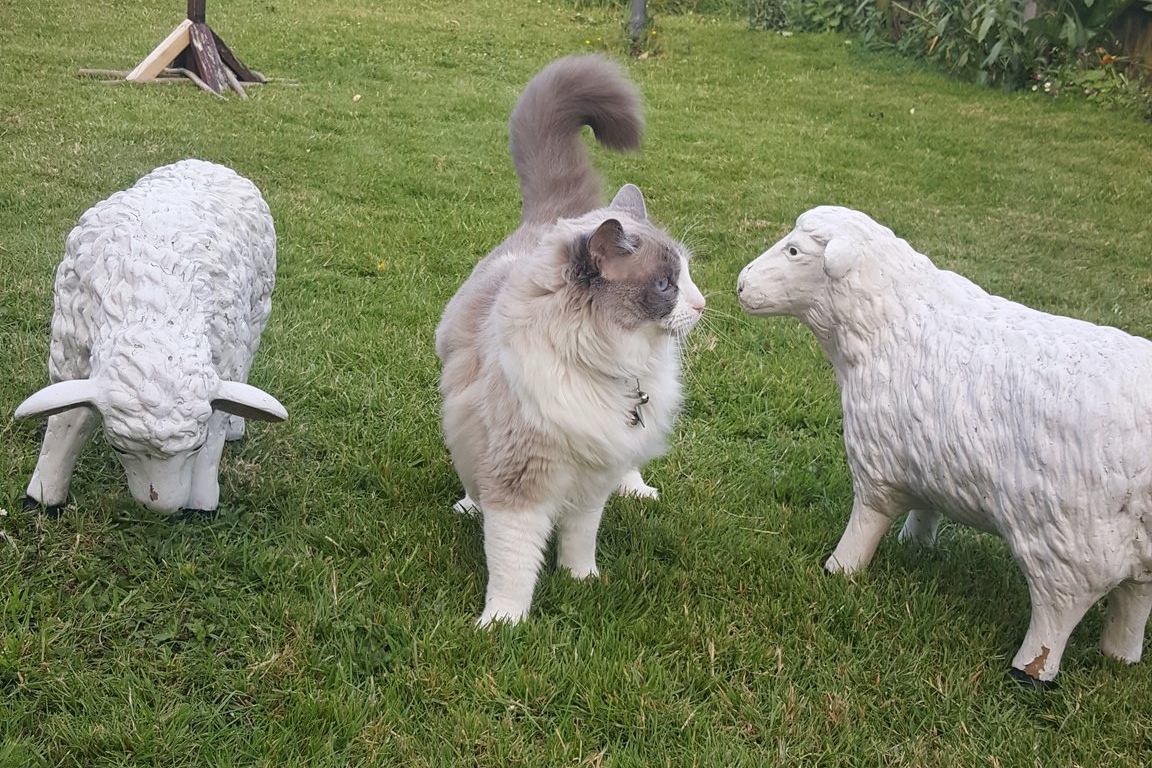 Merlin at Whiskas Kitten Kollege Career Day* - Victoria's Vintage Blog