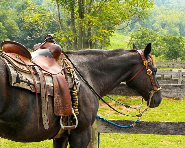 Galleria Fotografica di Cavalli & Cavalle