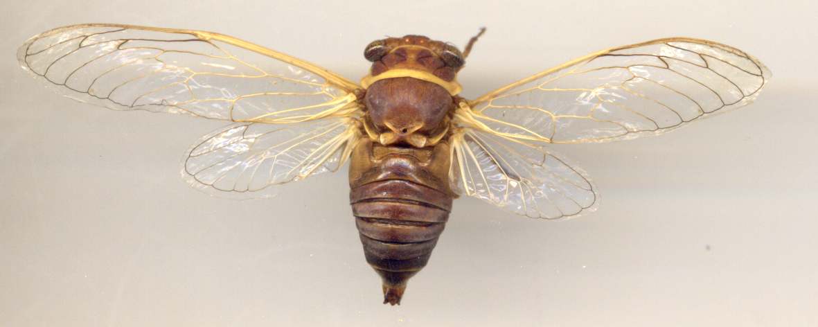 虫頭: セミ（Diceroprocta apache) Citrus Cicada