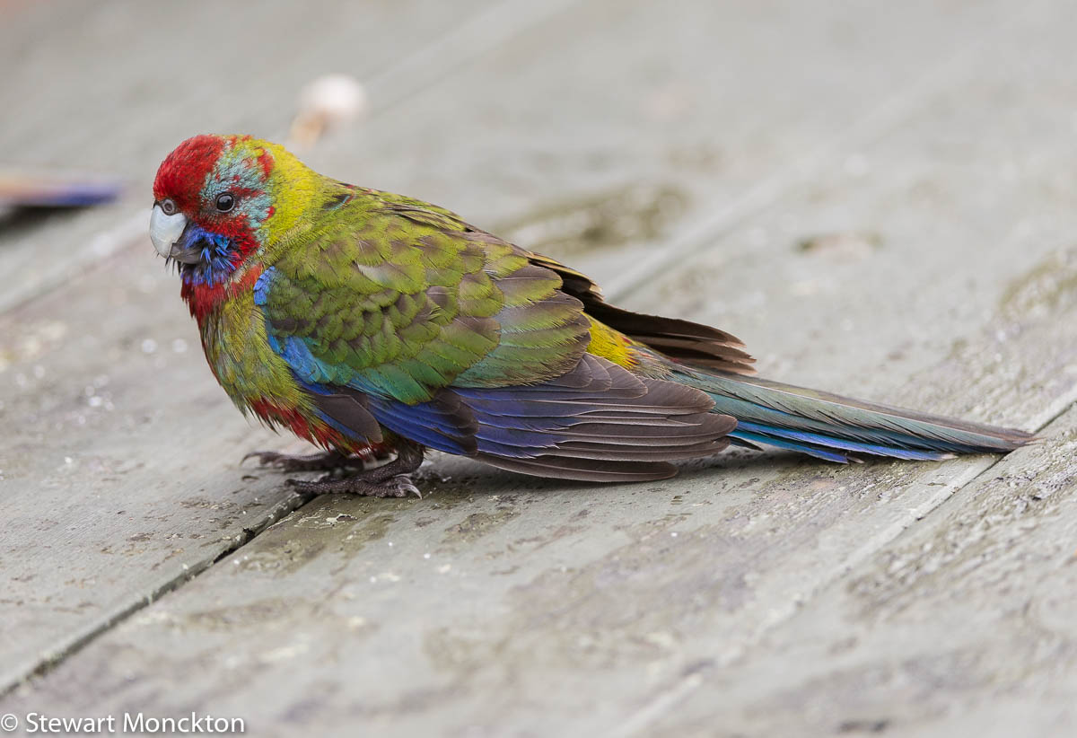 Paying Ready Attention - Photo Gallery: Wild Bird Wednesday 164 ...