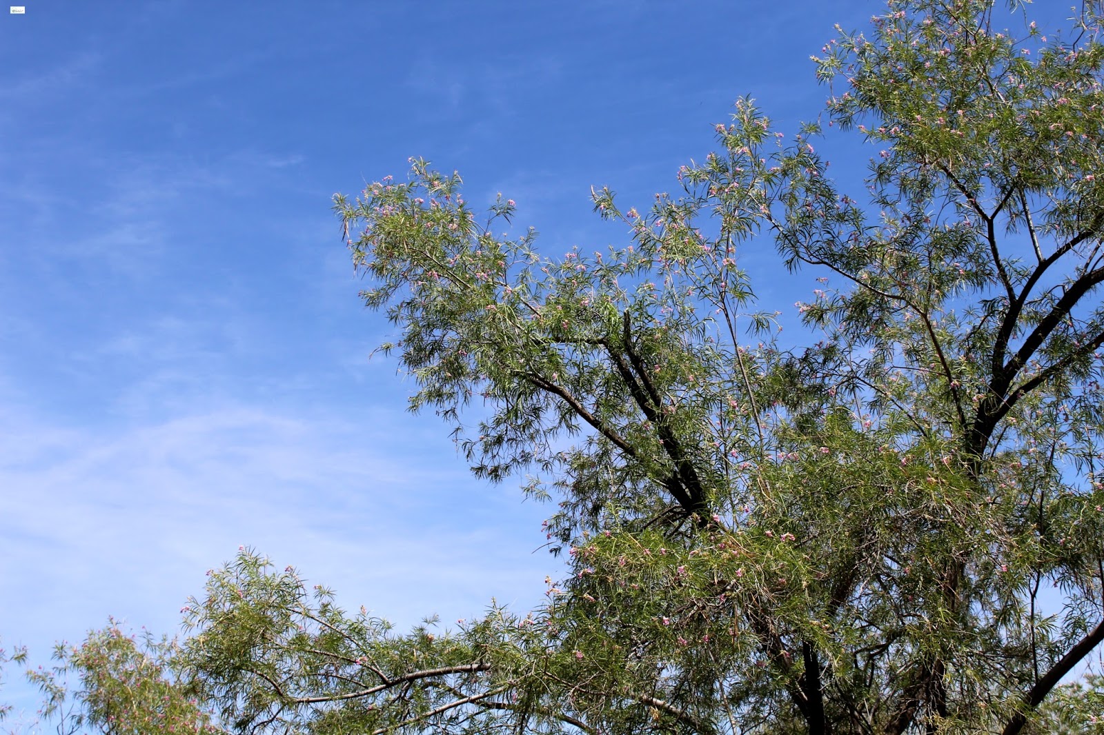 Wildflower Loop Trail, Desert Botanical Garden, Arizona | Caravan Sonnet