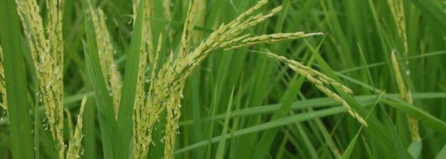 Conservation of traditional crop varieties |#N#Innovative farming solutions