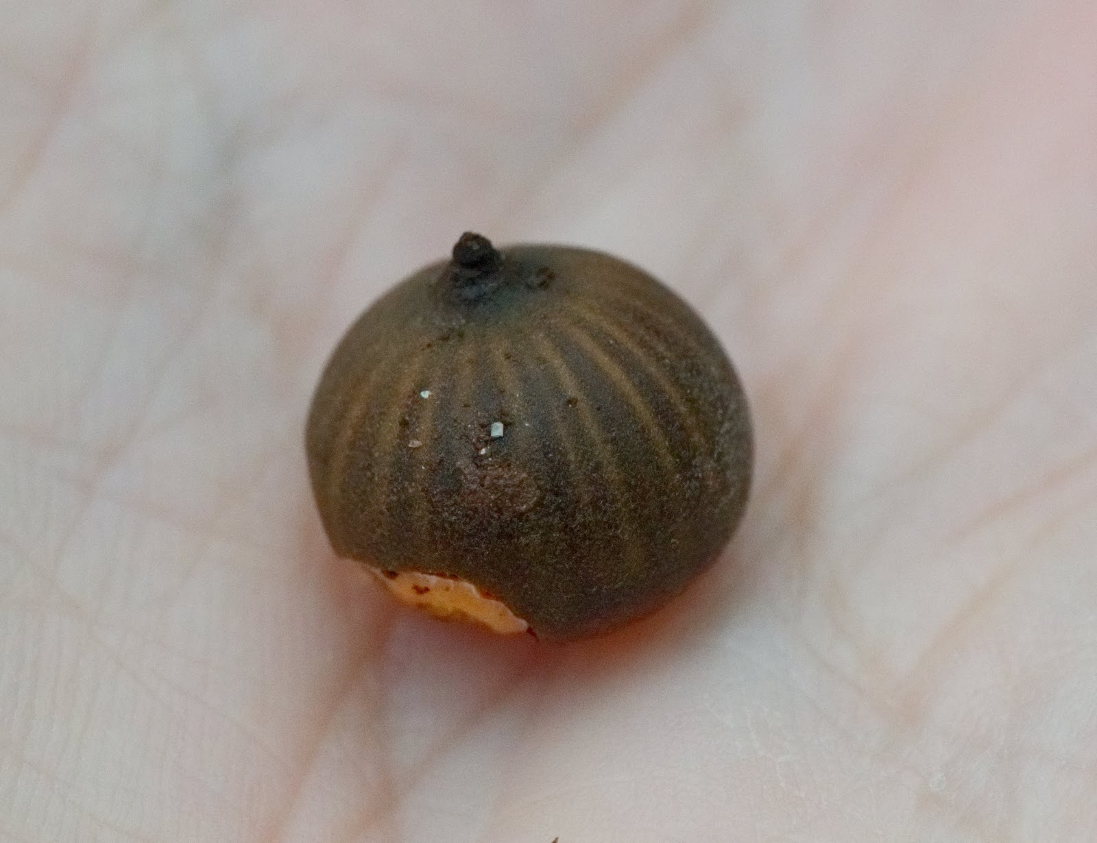 Nature Rambling: Ramble Report November 15 2018