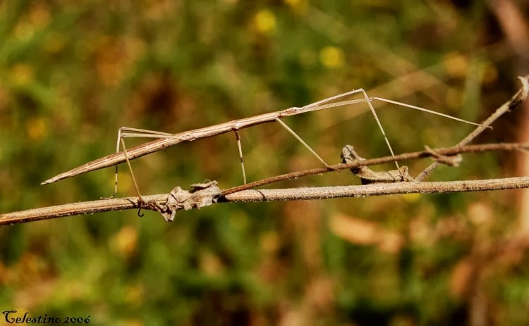 Duvidas de Exóticos:::...: Bicho - pau