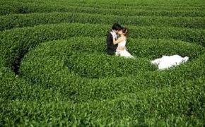 Vietnam travel news: Moc Chau in Son La province