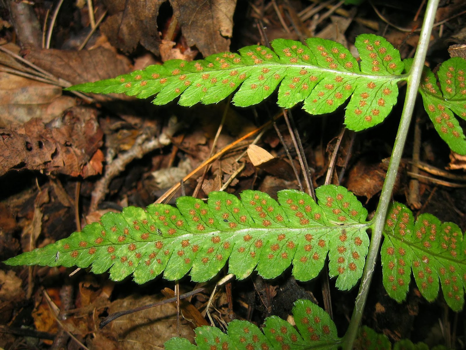 Tangled Web: The Ferns of the East