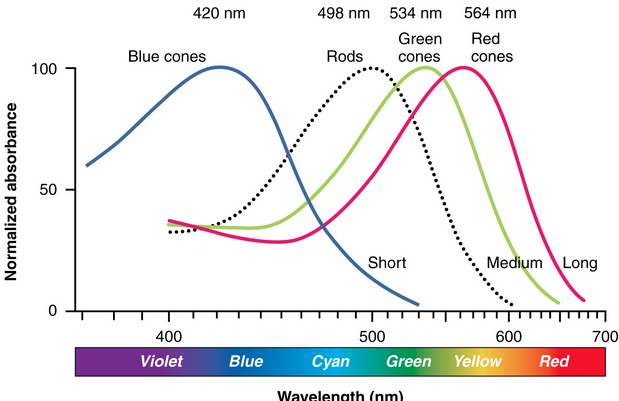Let's Talk Primates: Male squirrel monkeys made to see in living color