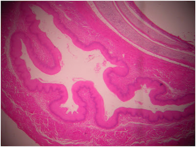 Histologia e Embriologia: Faringe e Esôfago
