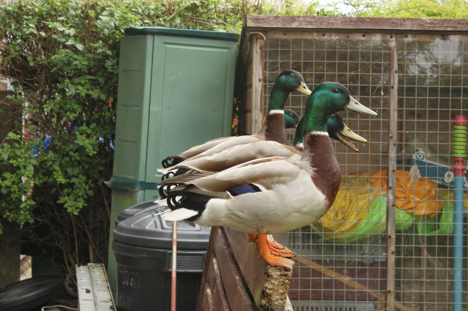 Tracey's Threads: Ducks on the fence