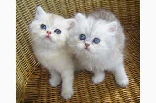 صور القط الشيرازى المون فيس Shirazi cat Moon Face